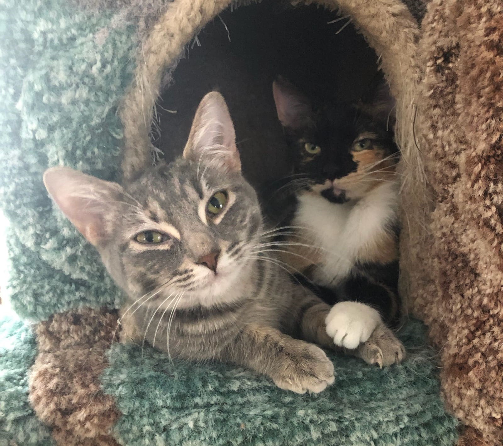 Our Cat Rescue and Adoption – CARROLLS ASR